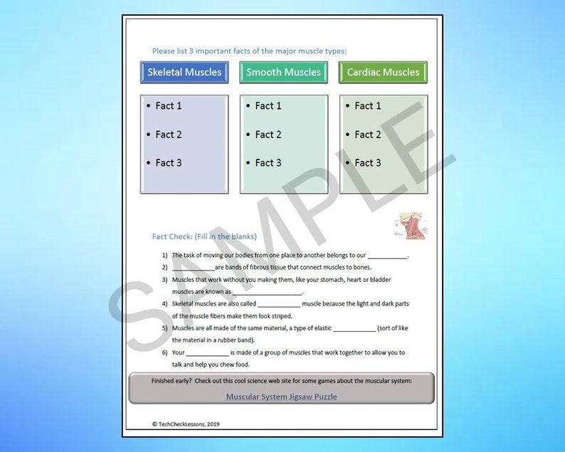 Muscular System Science Webquest Internet Activity - Editable DIGITAL ...