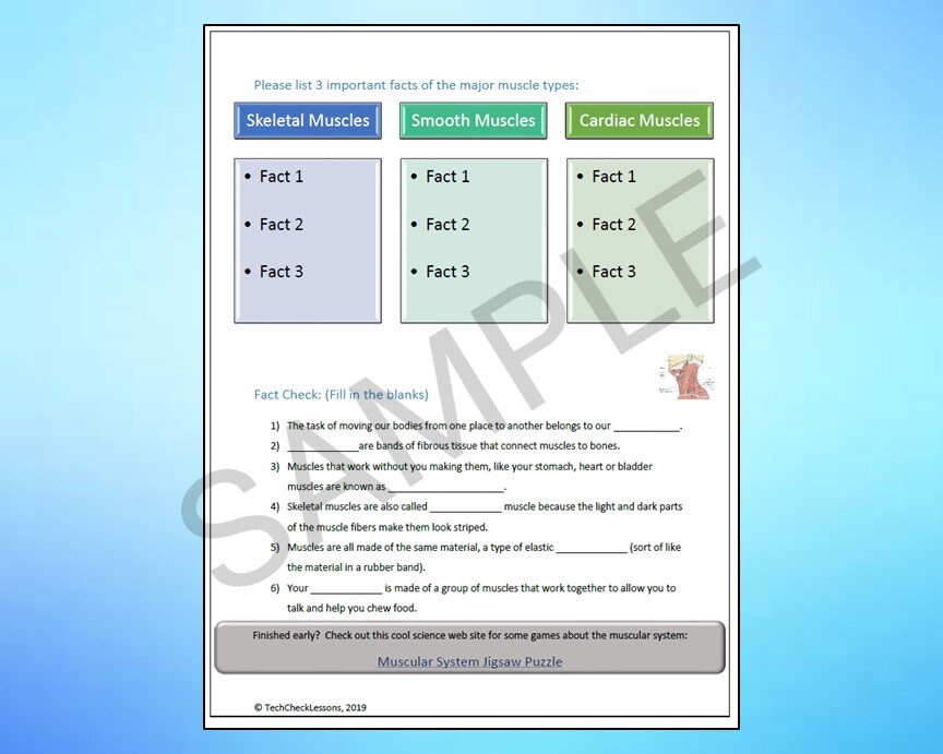 Muscular System Science Webquest Internet Activity - Editable DIGITAL ...