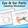 Human Body Systems Labeling Worksheets/activity/printable Bundle ...