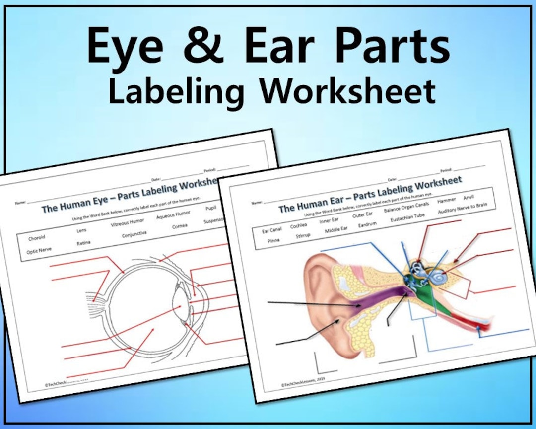 Parts Of The Ear Diagram Worksheet