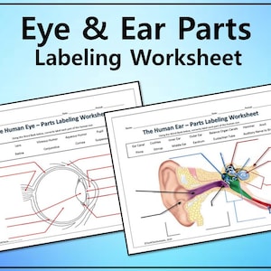 Human Eye & Ear Diagram Labeling Worksheet - Science Editable DIGITAL ...