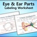 Human Eye & Ear Diagram Labeling Worksheet - Science Editable DIGITAL ...