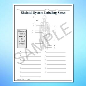 Human Body Systems Labeling Worksheets/activity/printable Bundle ...