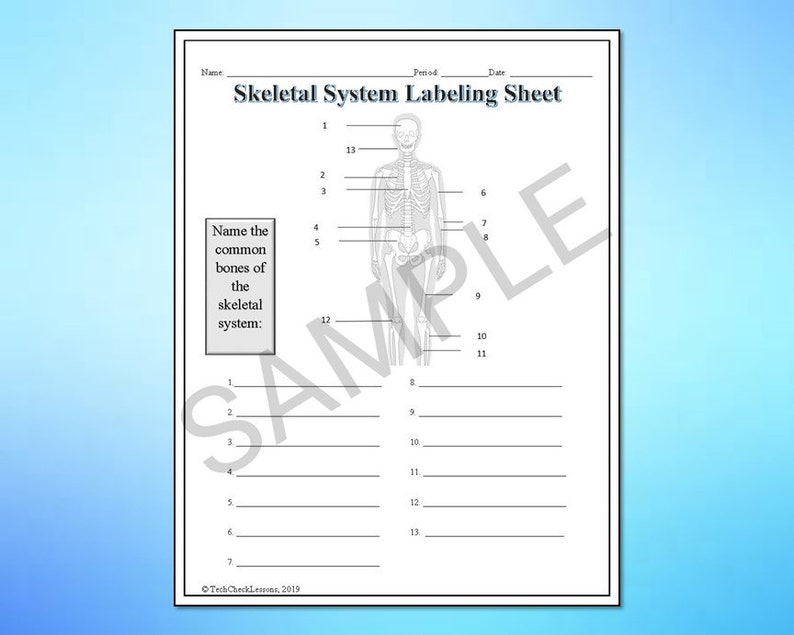 Human Body Systems Labeling Worksheets/activity/printable Bundle ...