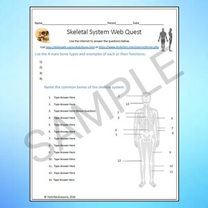 Skeletal System Science Webquest Internet Activity Editable DIGITAL ...