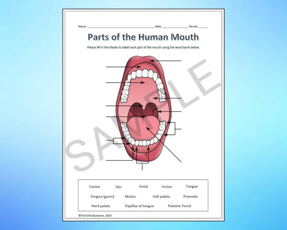 Parts of the Mouth Diagram Labeling Worksheet - Science Editable ...