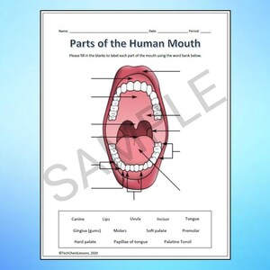 Parts of the Mouth Diagram Labeling Worksheet - Science Editable ...