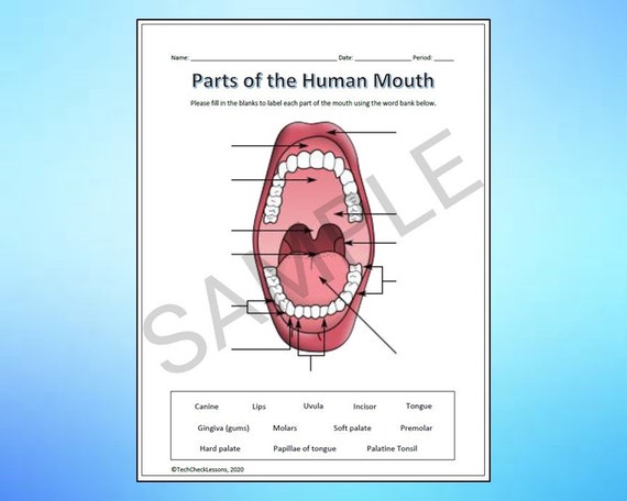 Oral Cavity Diagram Unlabeled