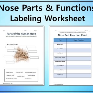 Parts of the Nose Diagram Labeling Worksheet - Science Editable DIGITAL ...