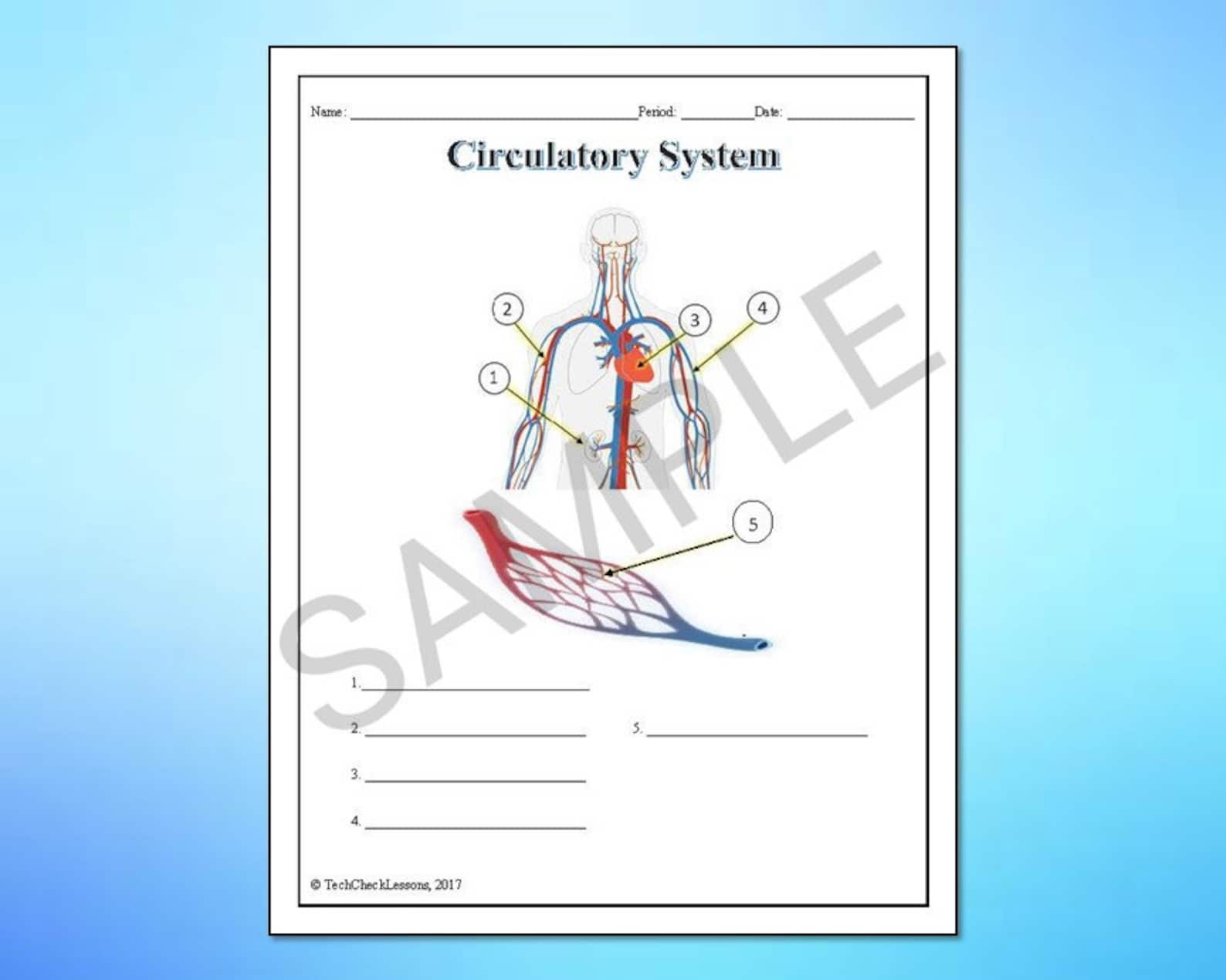 Human Body Systems Labeling Worksheets/activity/printable Bundle ...