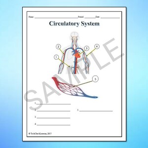 Human Body Systems Labeling Worksheets/activity/printable Bundle ...