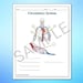 Human Body Systems Labeling Worksheets/activity/printable - Etsy