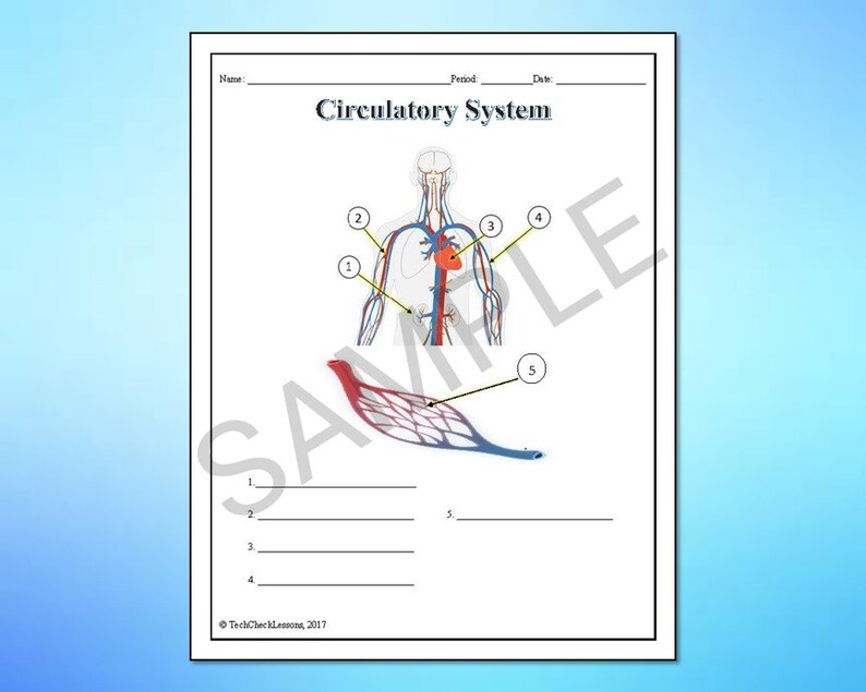 Human Body Systems Labeling Worksheets/activity/printable Bundle ...