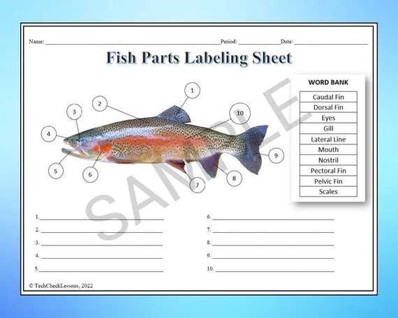 Fish Internal Anatomy Labeling Worksheet BIO 193 Study Guide (2013 14