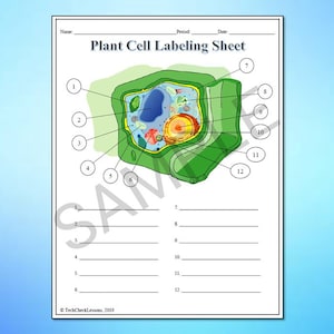 Plant Cell Labeling & Functions Science Worksheet - Editable DIGITAL ...