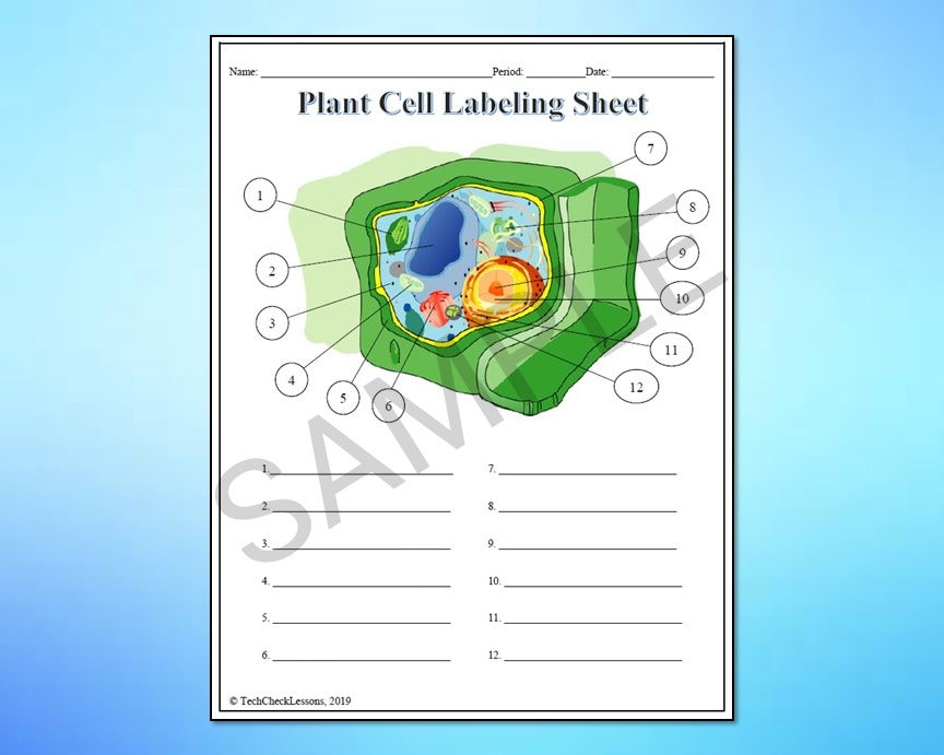 Plant Cell Labeling & Functions Science Worksheet - Editable DIGITAL ...