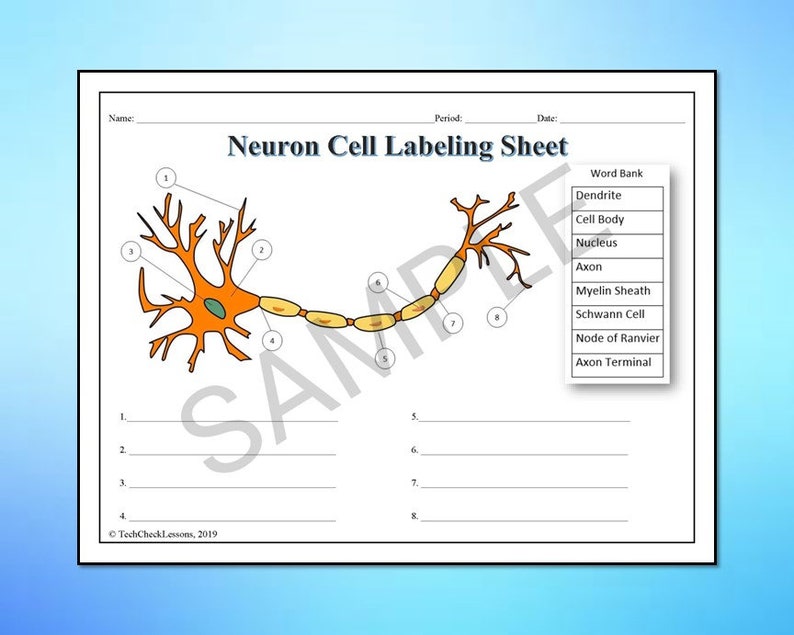 Neuron Cell Labeling & Functions Science Worksheet Editable DIGITAL ...