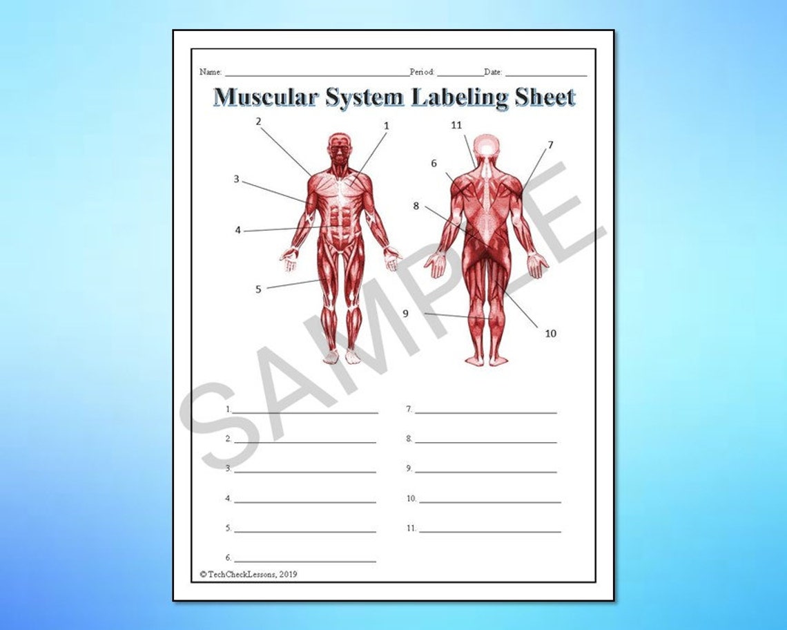 Human Body Systems Labeling Worksheets/activity/printable Bundle ...