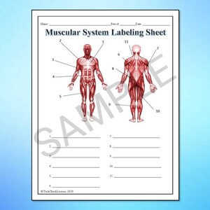 Human Body Systems Labeling Worksheets/activity/printable Bundle ...