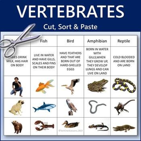 Vertebrates Worksheet