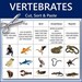 Vertebrates Cut Sort and Paste Worksheet Activity - Science Editable ...