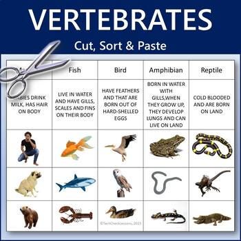 Vertebrates Cut Sort and Paste Worksheet Activity - Science Editable ...