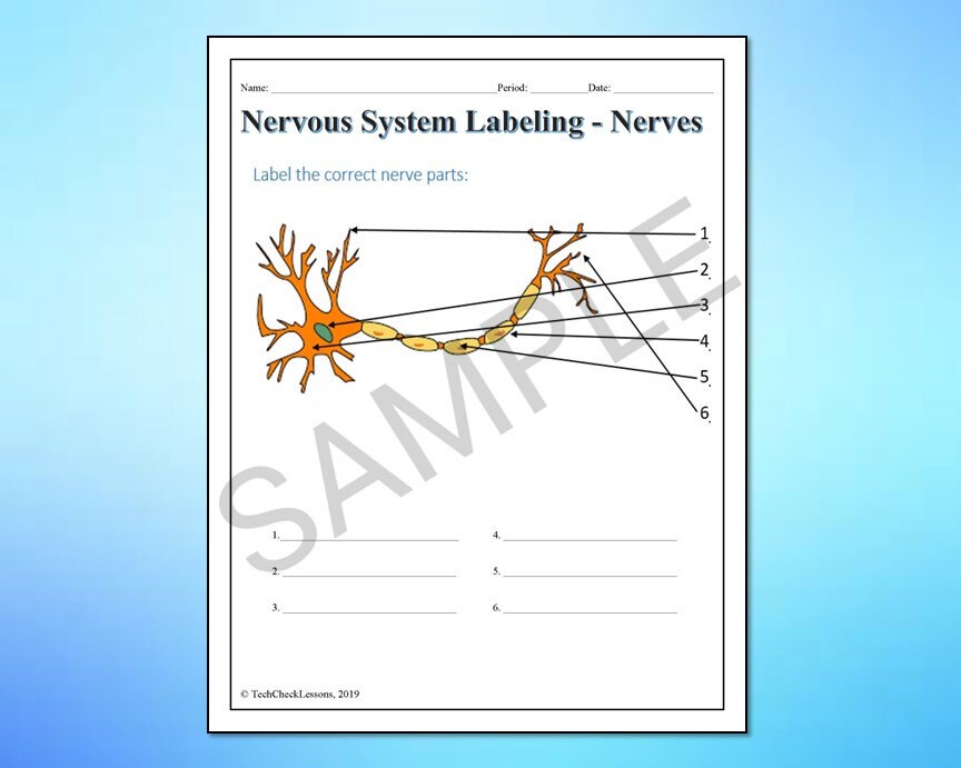 Human Body Systems Labeling Worksheets/activity/printable Bundle ...