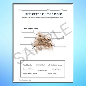 Parts of the Nose Diagram Labeling Worksheet - Science Editable DIGITAL ...