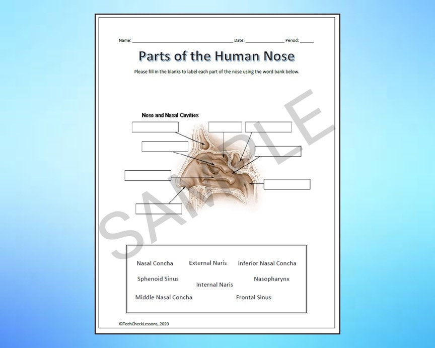 Parts of the Nose Diagram Labeling Worksheet - Science Editable DIGITAL ...