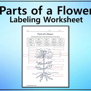 Parts of a Flower Labeling Science Worksheet - Editable DIGITAL ...