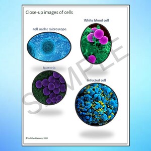 Animal Cells Webquest - Biology Science Internet Activity - Editable ...