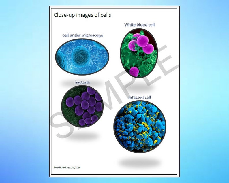 Animal Cells Webquest - Biology Science Internet Activity - Editable ...
