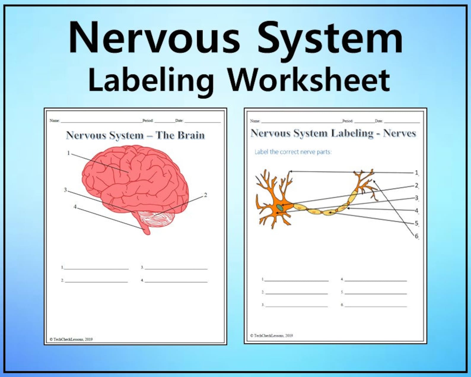 Nervous System Labeling Worksheet - Science Editable DIGITAL DOWNLOAD ...