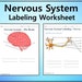 Nervous System Labeling Worksheet - Science Editable DIGITAL DOWNLOAD ...