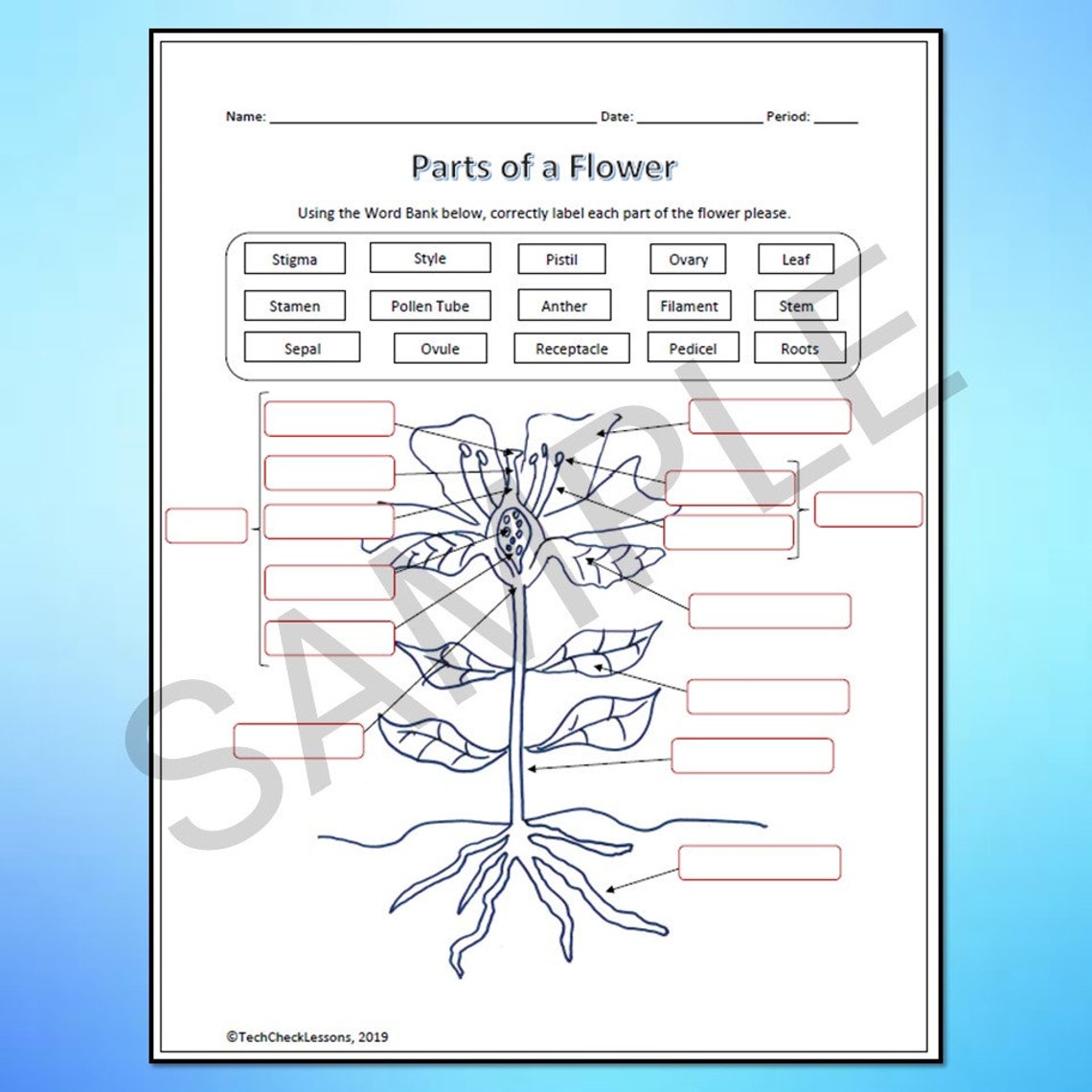 Parts of a Flower Labeling Science Worksheet - Editable DIGITAL ...