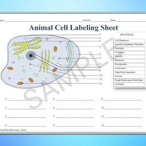Animal Cell Labeling & Functions Science Worksheet - Editable DIGITAL ...