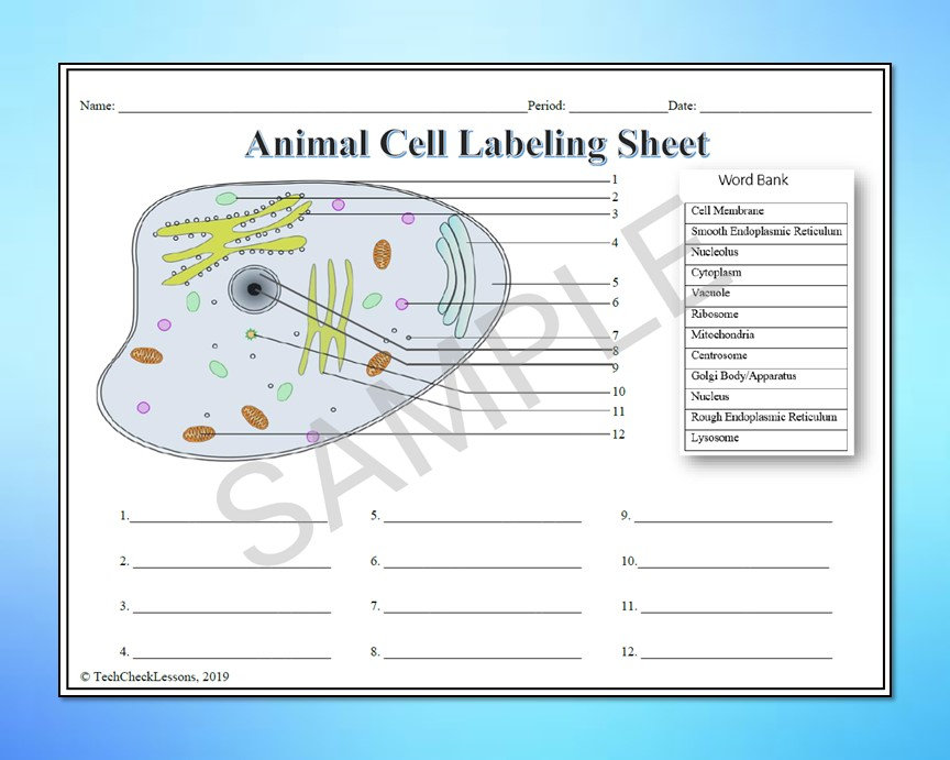 Animal Cell Labeling & Functions Science Worksheet - Editable DIGITAL ...