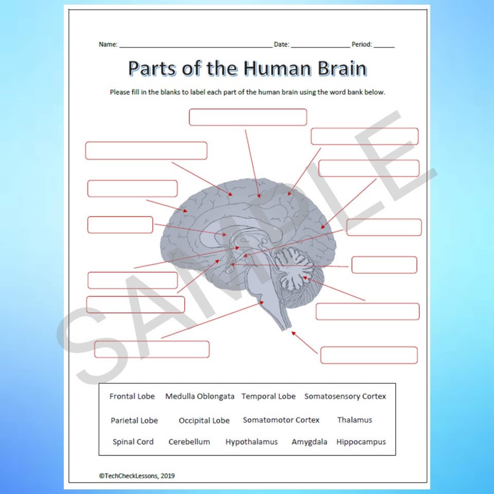 Parts and Functions of the Brain Labeling Worksheet - Science Editable ...