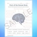 Parts and Functions of the Brain Labeling Worksheet - Science Editable ...