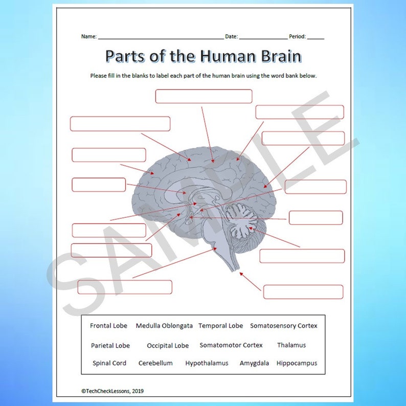 Parts and Functions of the Brain Labeling Worksheet - Science Editable ...
