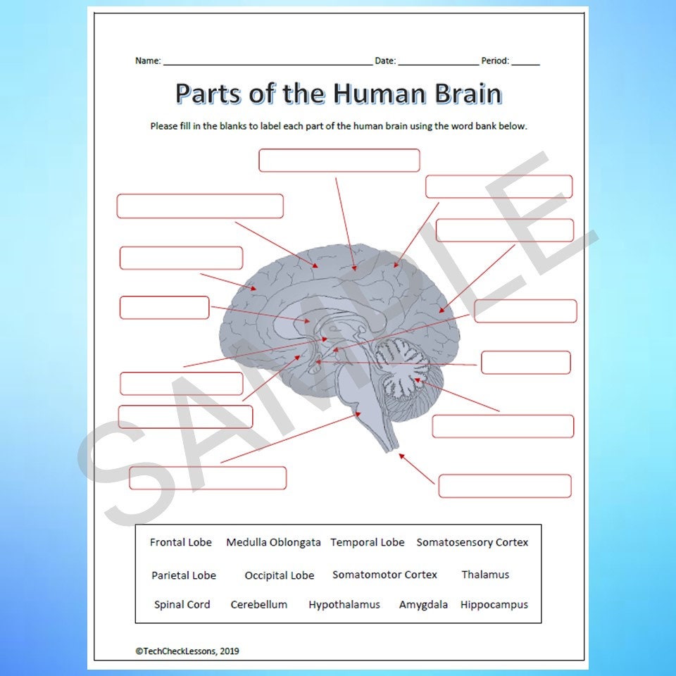 Parts and Functions of the Brain Labeling Worksheet - Science Editable ...