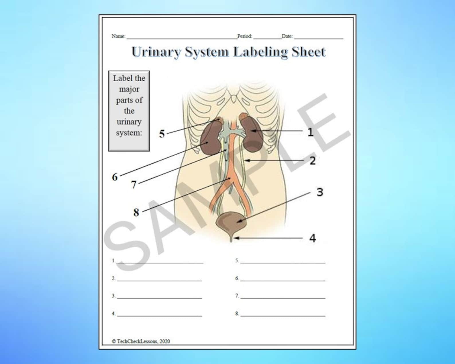 Urinary System Labeling Worksheet - Science Editable DIGITAL DOWNLOAD ...