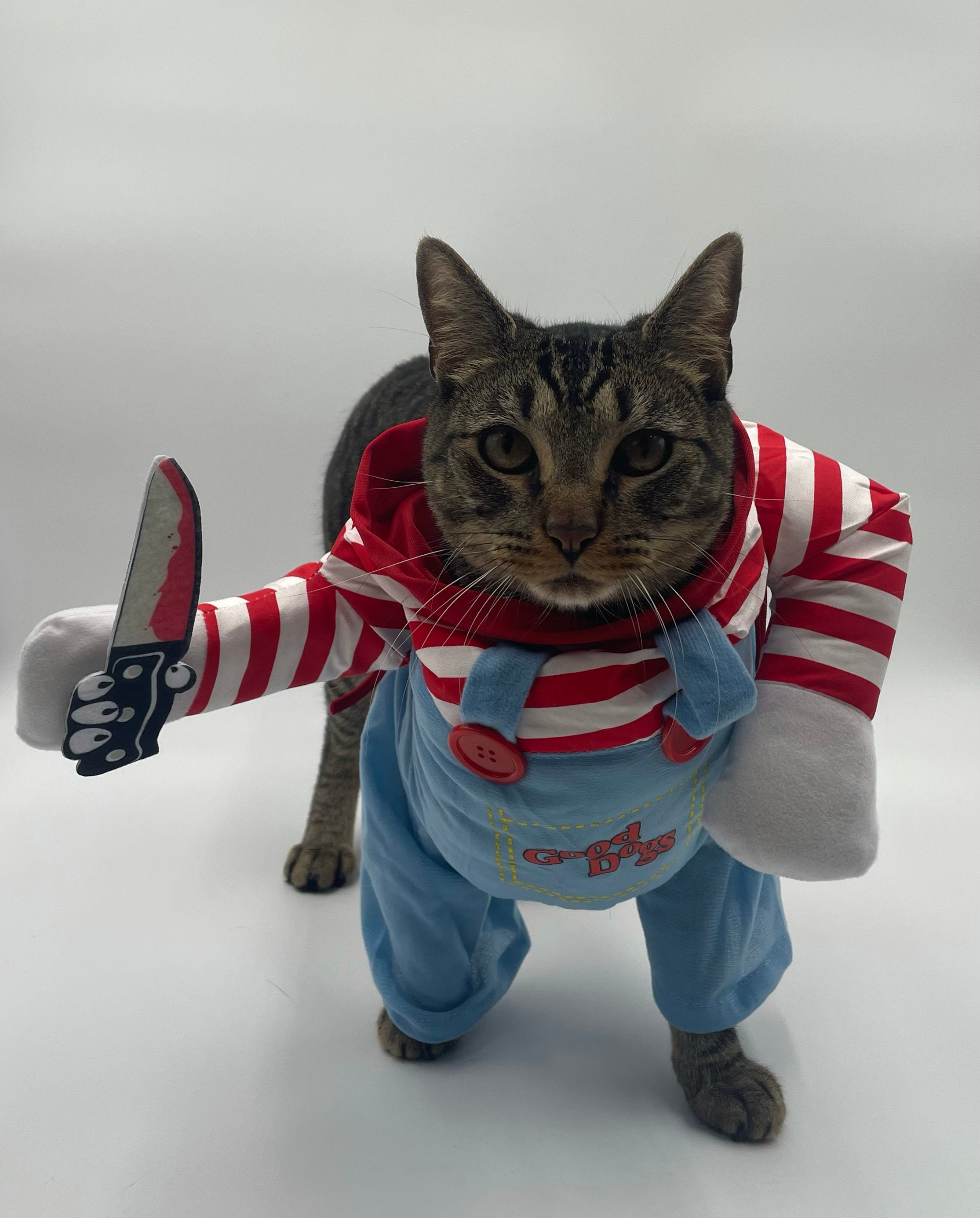 Chucky Cat Costume - Etsy