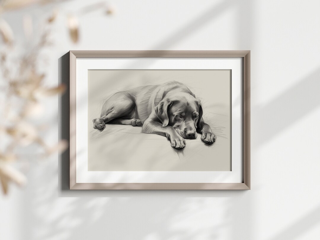 Chocolate Lab Art Print - Labrador Retriever Drawing - Wall Decor ...