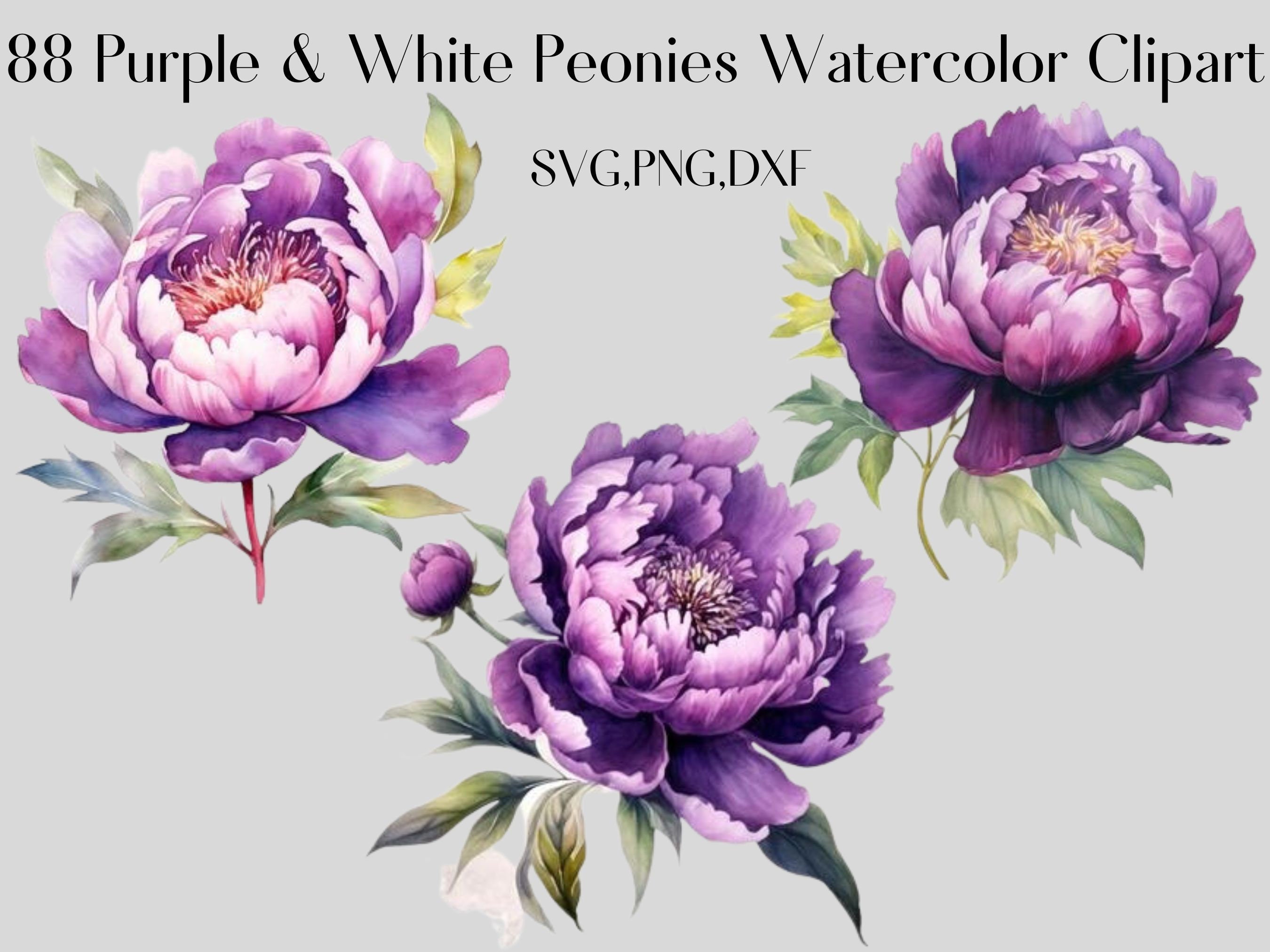 88 Purple & White Peonies Watercolor Clipart Floral Clipart - Etsy
