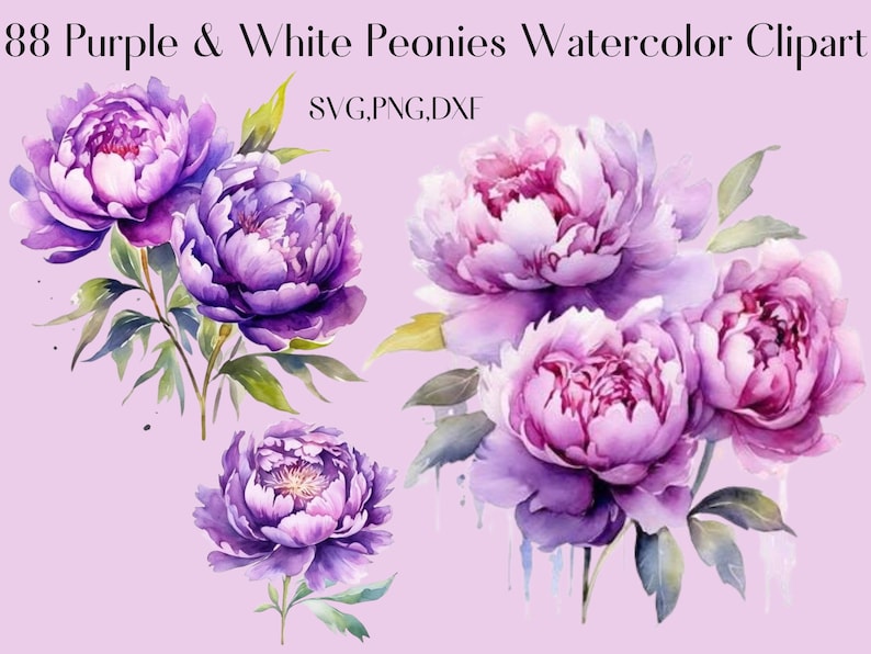 88 Purple & White Peonies Watercolor Clipart Floral Clipart - Etsy