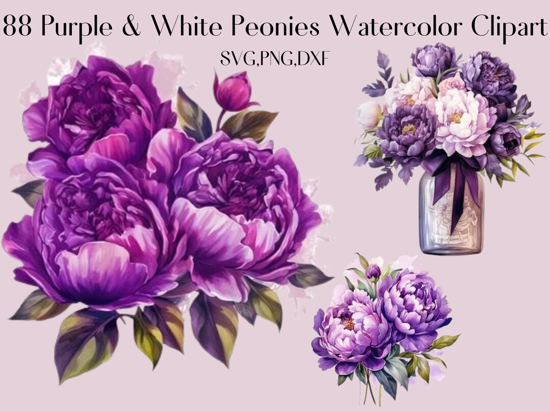 88 Purple & White Peonies Watercolor Clipart Floral Clipart - Etsy