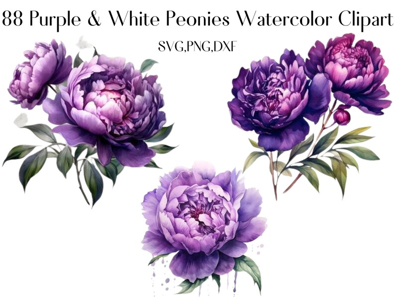 88 Purple & White Peonies Watercolor Clipart Floral Clipart - Etsy