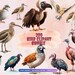 200 Bird Clipart Bundle PNG Images of Birds for Digital Scrapbooking ...