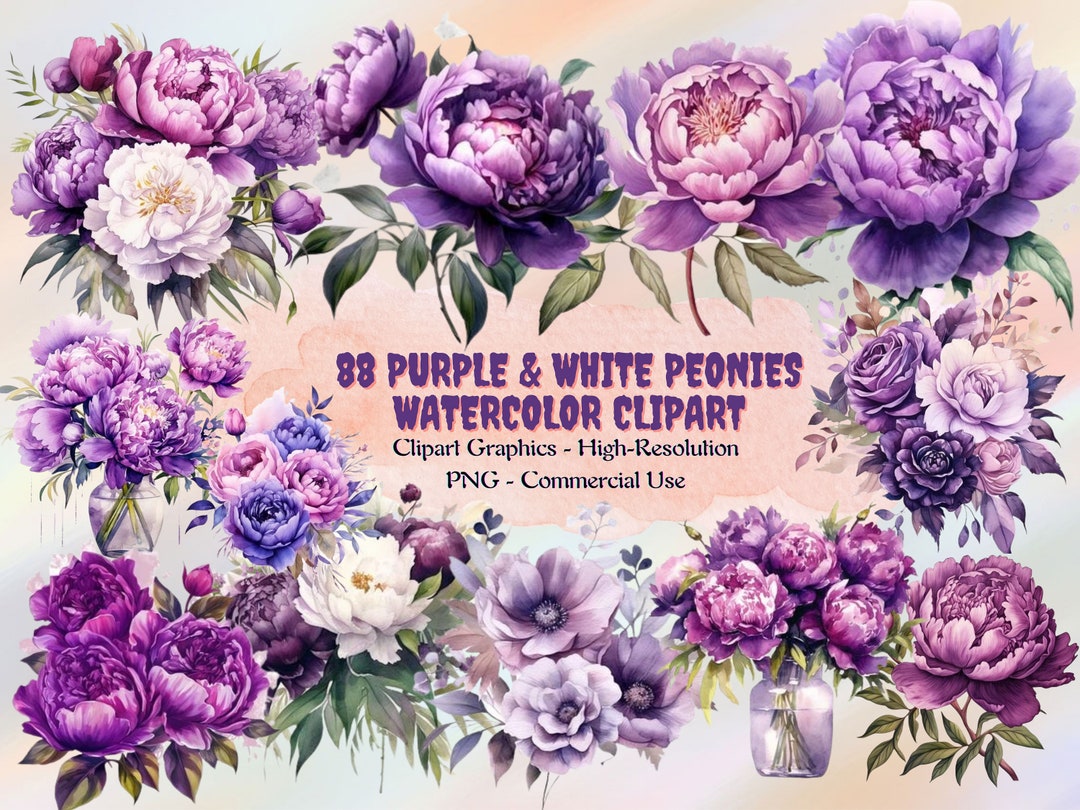 88 Purple & White Peonies Watercolor Clipart, Floral Clipart, Summer ...